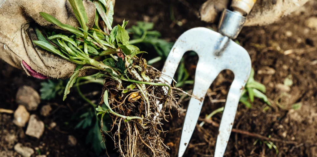 Shrub Removal Service Frederick, MD | Castillo Tree Service LLC