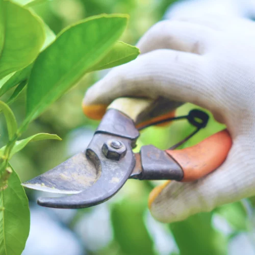 Tree Services Frederick, MD | Castillo Tree Service LLC