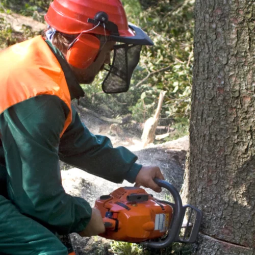 Tree Services Frederick, MD | Castillo Tree Service LLC