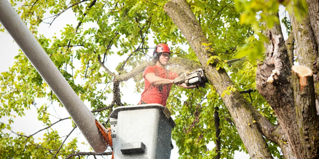 Tree Trimming Service Frederick, MD | Castillo Tree Service LLC